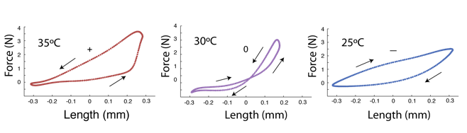 How temperature makes moth muscle bifunctional. | Agile Systems Lab