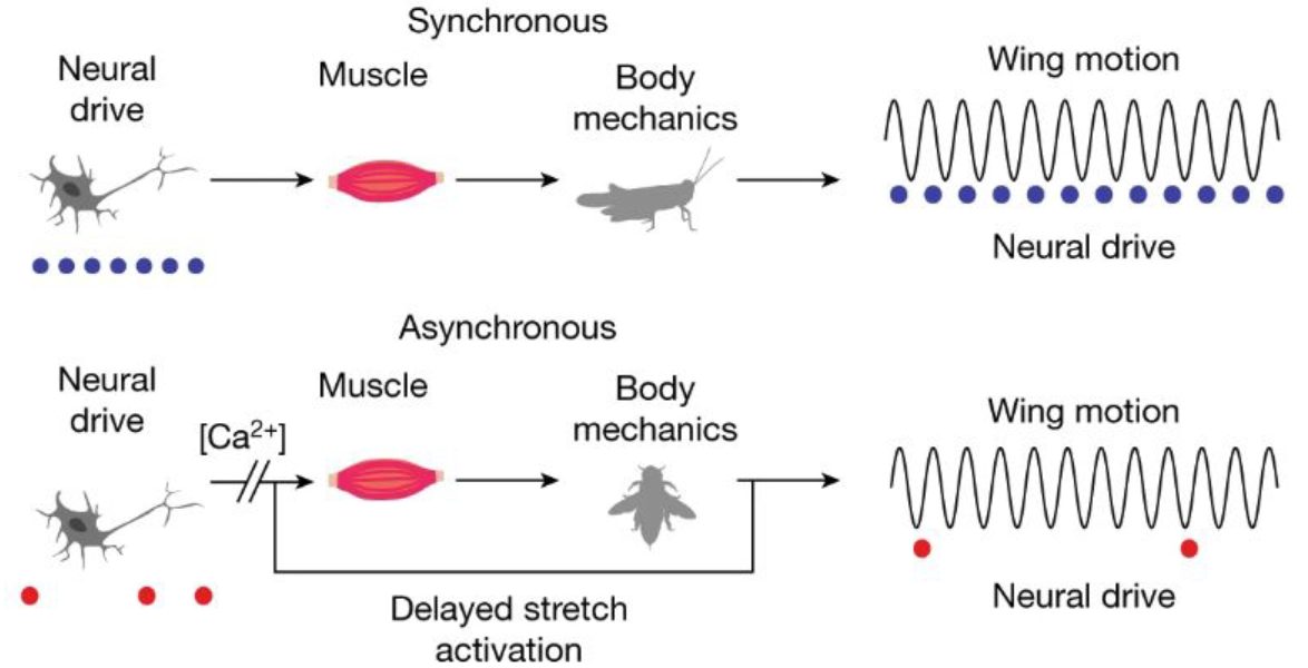 Multiscale Physics of Muscle | Agile Systems Lab
