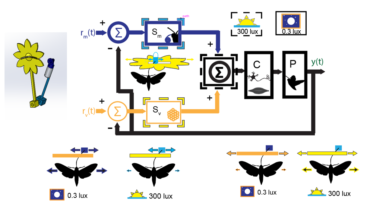 Multisensory Integration is Luminance-Dependent | Agile Systems Lab